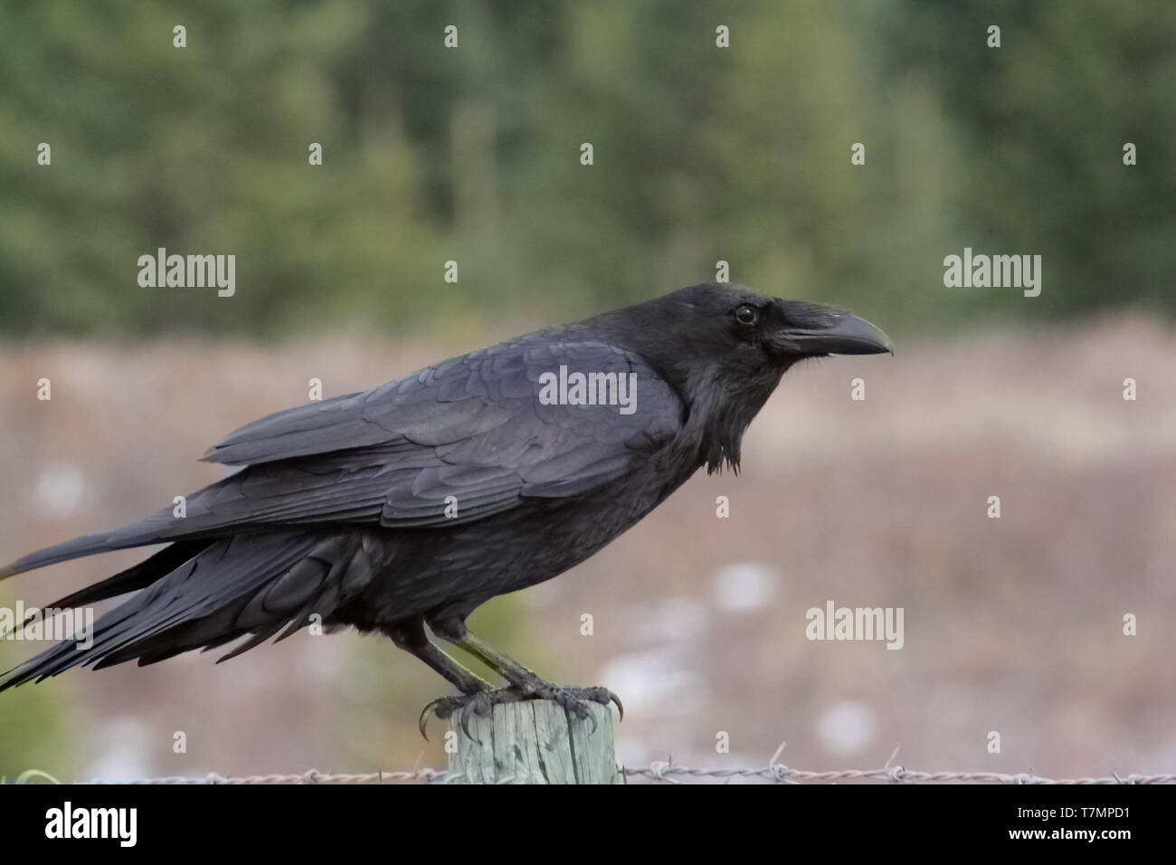 The Common Raven (Corvus corax) is seen often in the prairies of ...