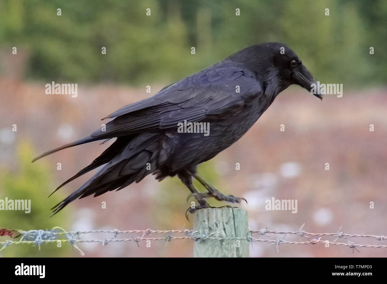 The Common Raven (Corvus corax) is seen often in the prairies of ...