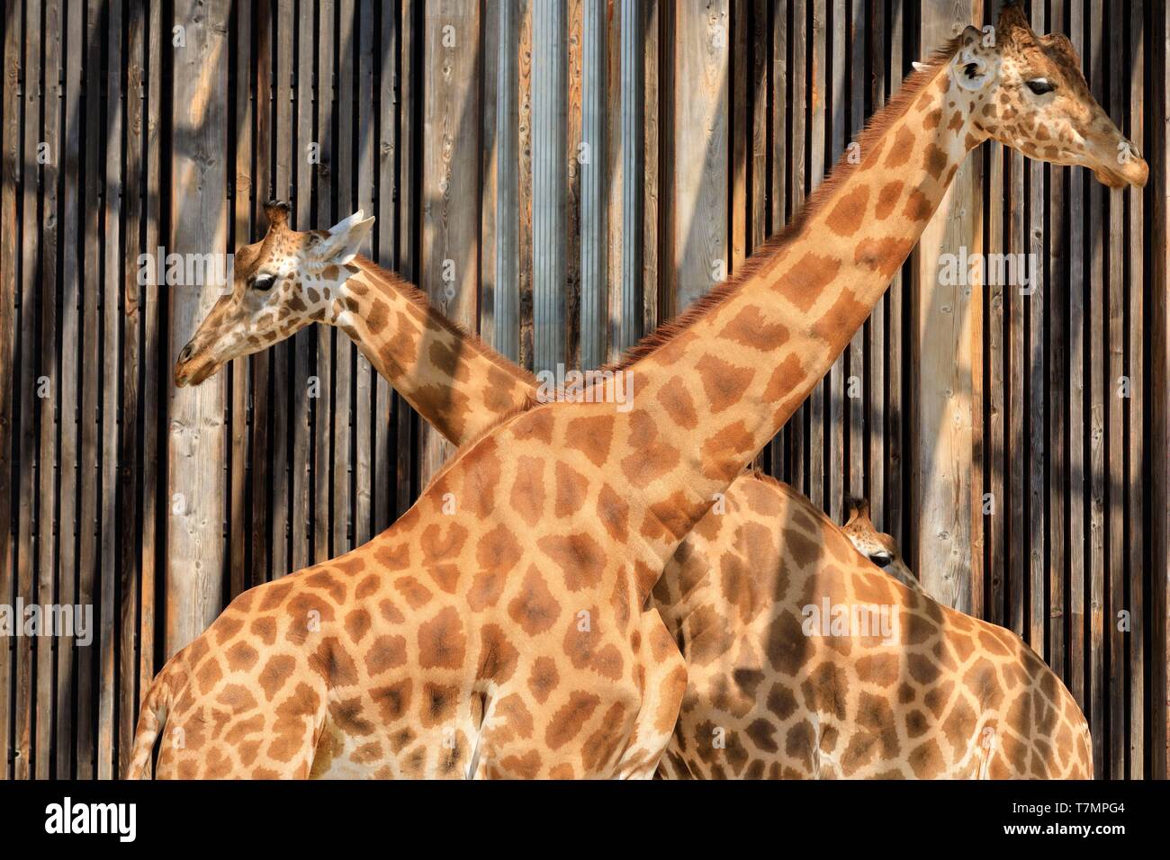 France, Rhône, Lyon, 6th district, La Tête d'Or district, La Tête d'Or ...