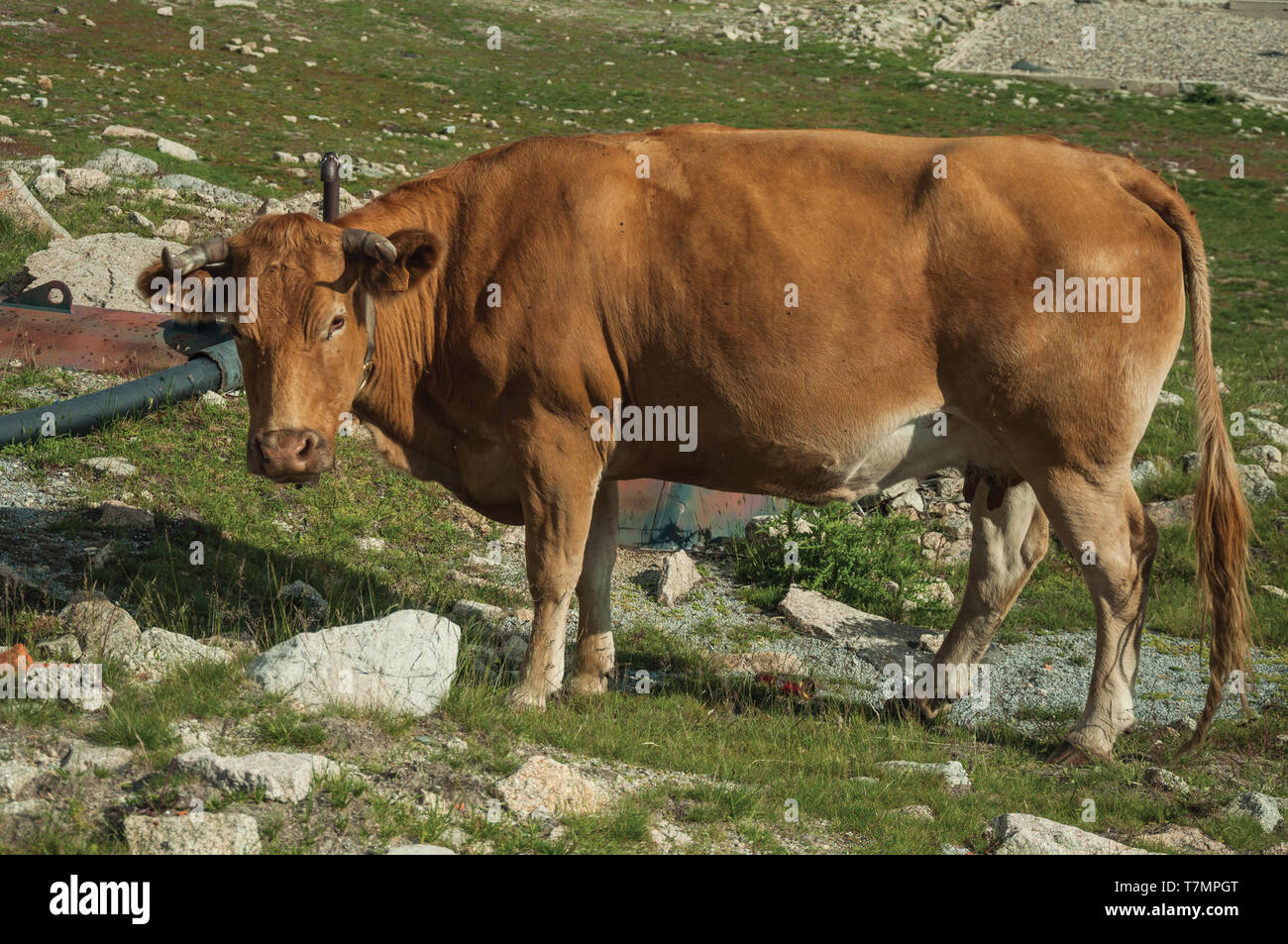 Poor pasture hi-res stock photography and images - Alamy