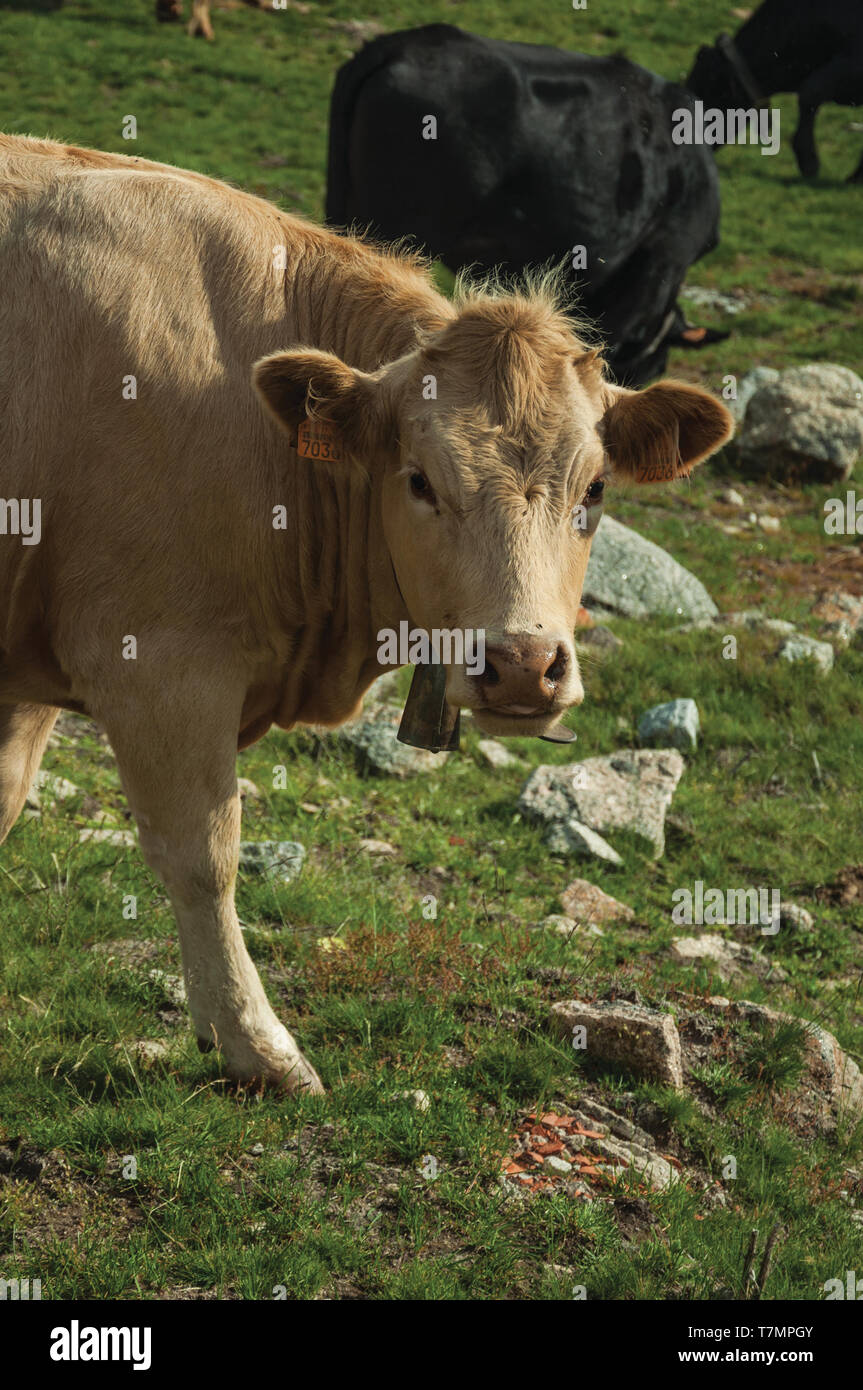 Poor husbandry hi-res stock photography and images - Alamy