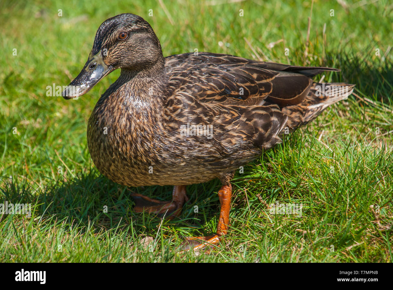 wild ducks on the lawn, spring landscape in richmond park Stock Photo ...