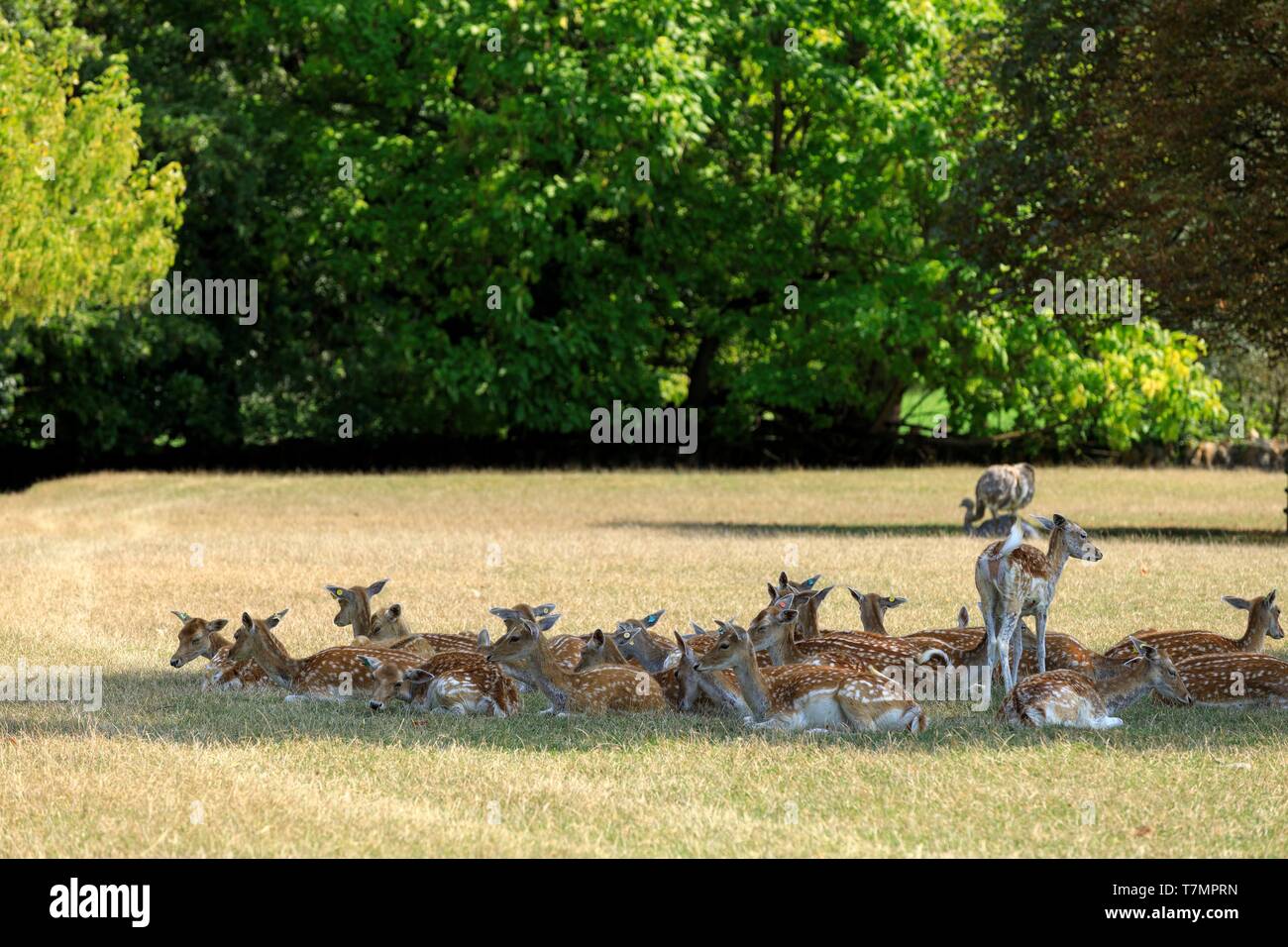 Lyon zoo animal hi-res stock photography and images - Alamy