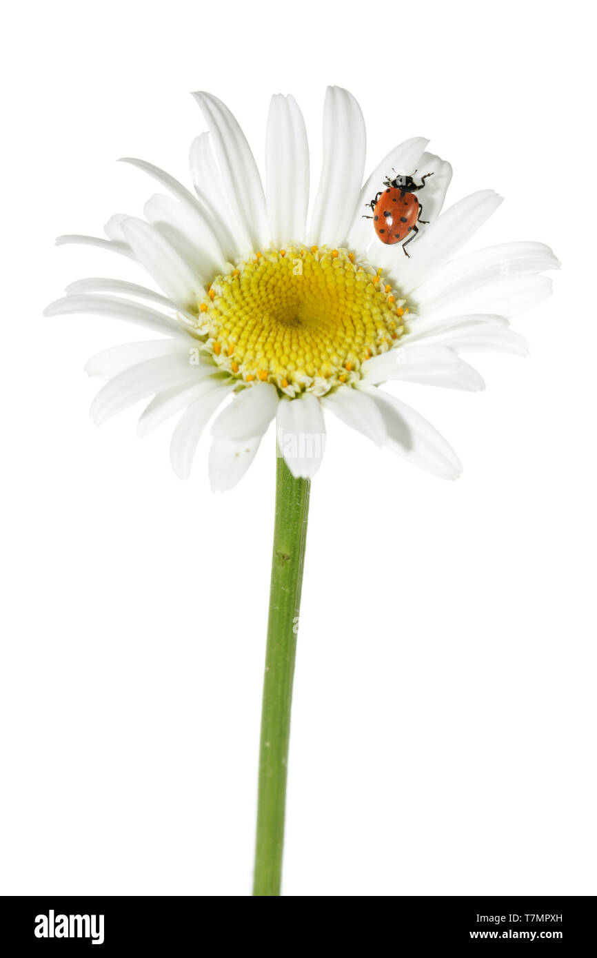 Ladybug on daisy Stock Photo - Alamy