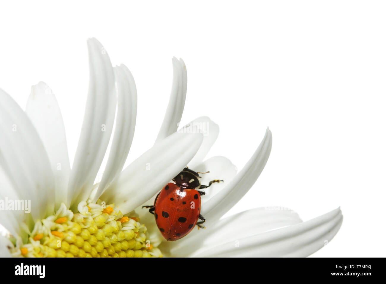 Ladybug on daisy Stock Photo - Alamy