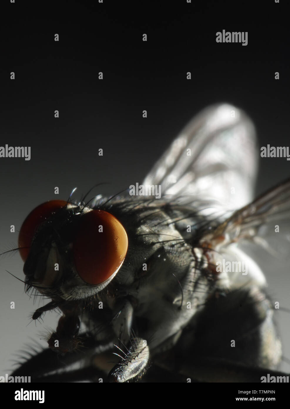 Bugeye hi-res stock photography and images - Alamy