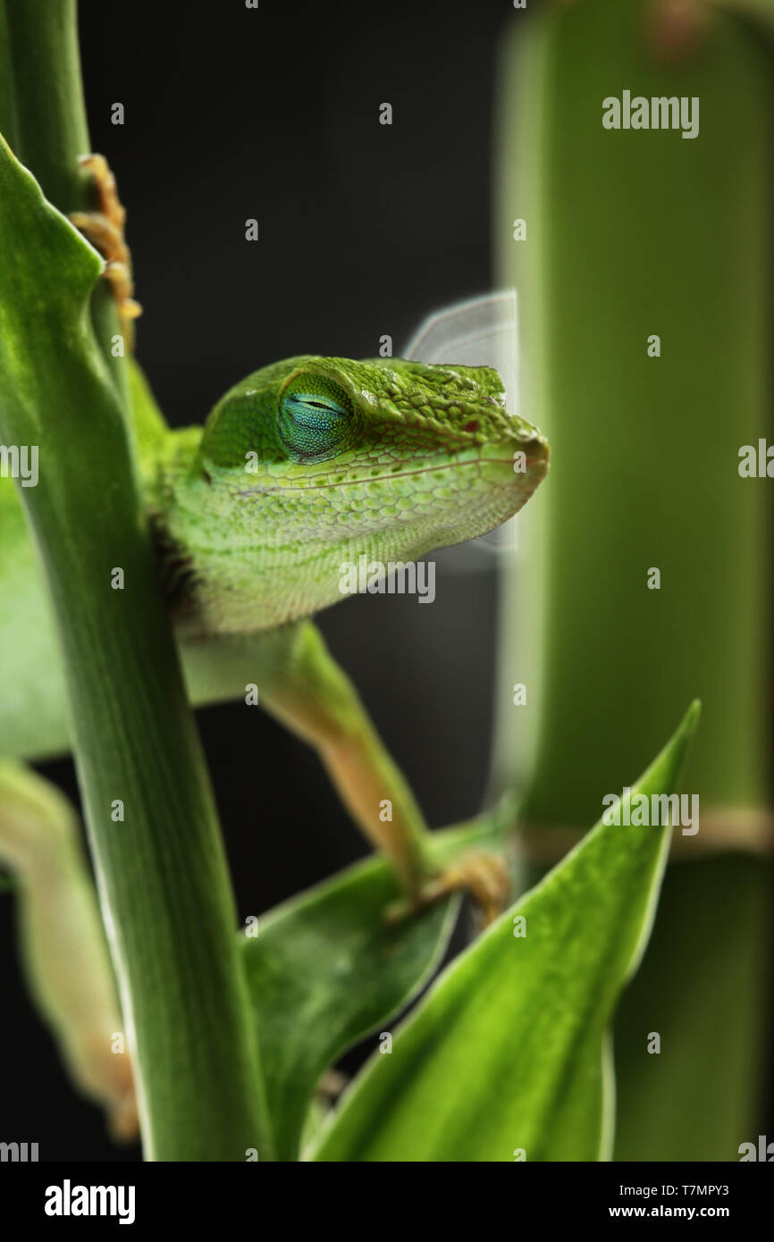 Lizard sleeping hi-res stock photography and images - Alamy