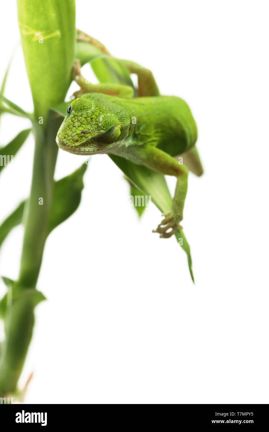 Lizard hanging by tail hi-res stock photography and images - Alamy
