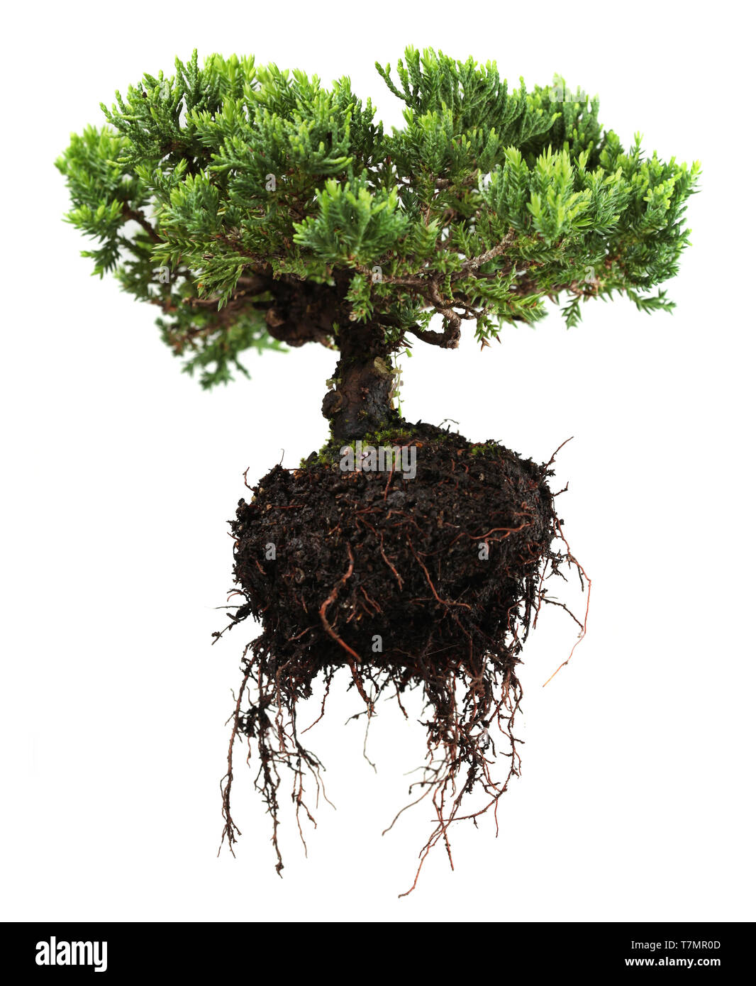 Bonsai tree Cut Out Stock Images & Pictures - Alamy