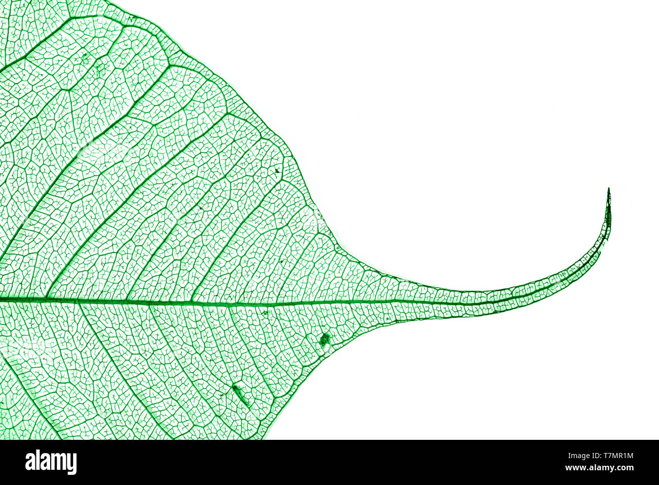 Delicate leafy structure hi-res stock photography and images - Alamy