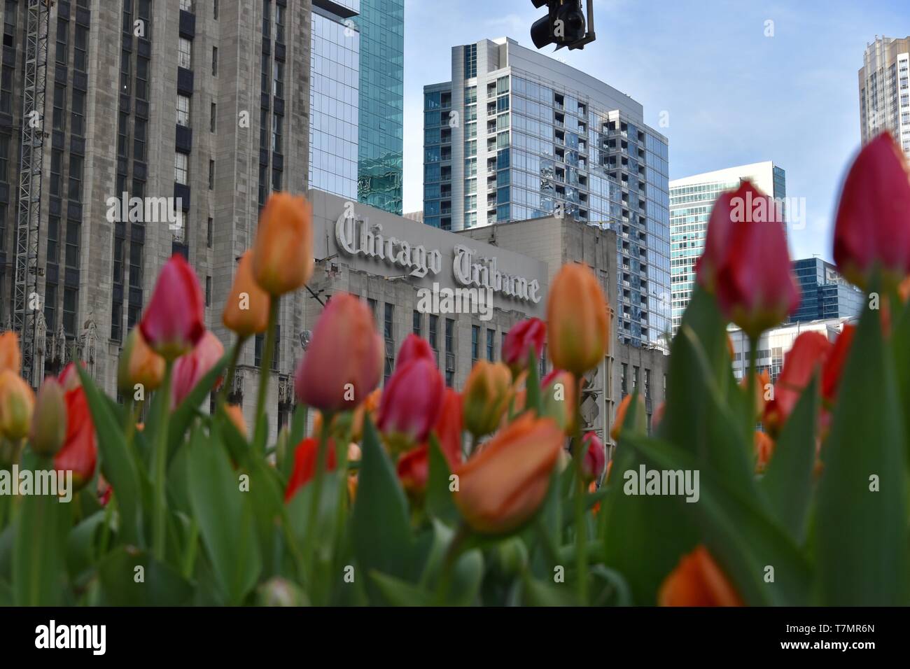 Tulips in Chicago, Illinois, USA Stock Photo - Alamy
