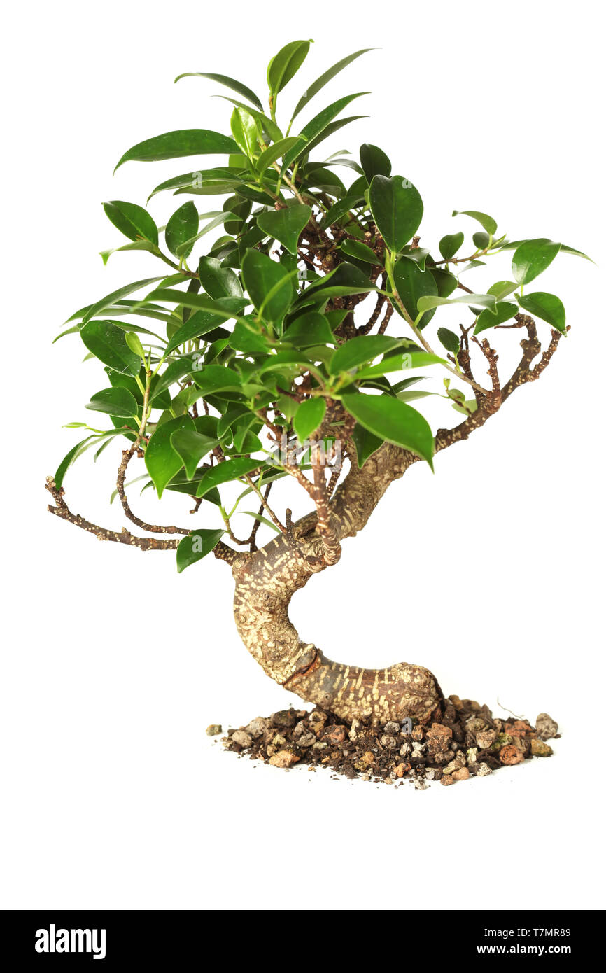 Bonsai and spring Cut Out Stock Images & Pictures - Alamy