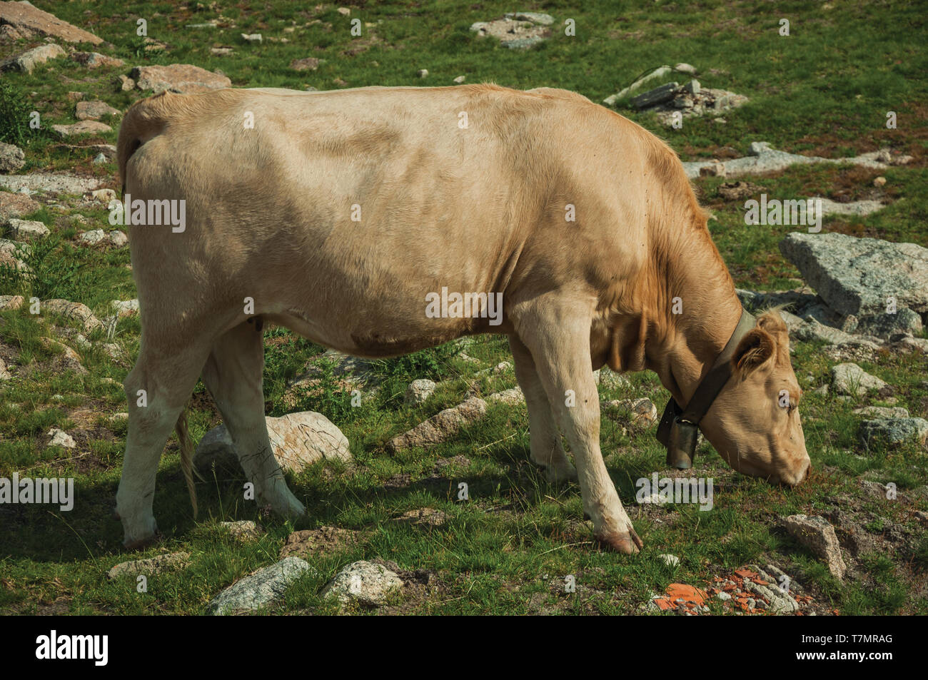 Cow grazing on poor pasture filled with stones on the highlands of the ...
