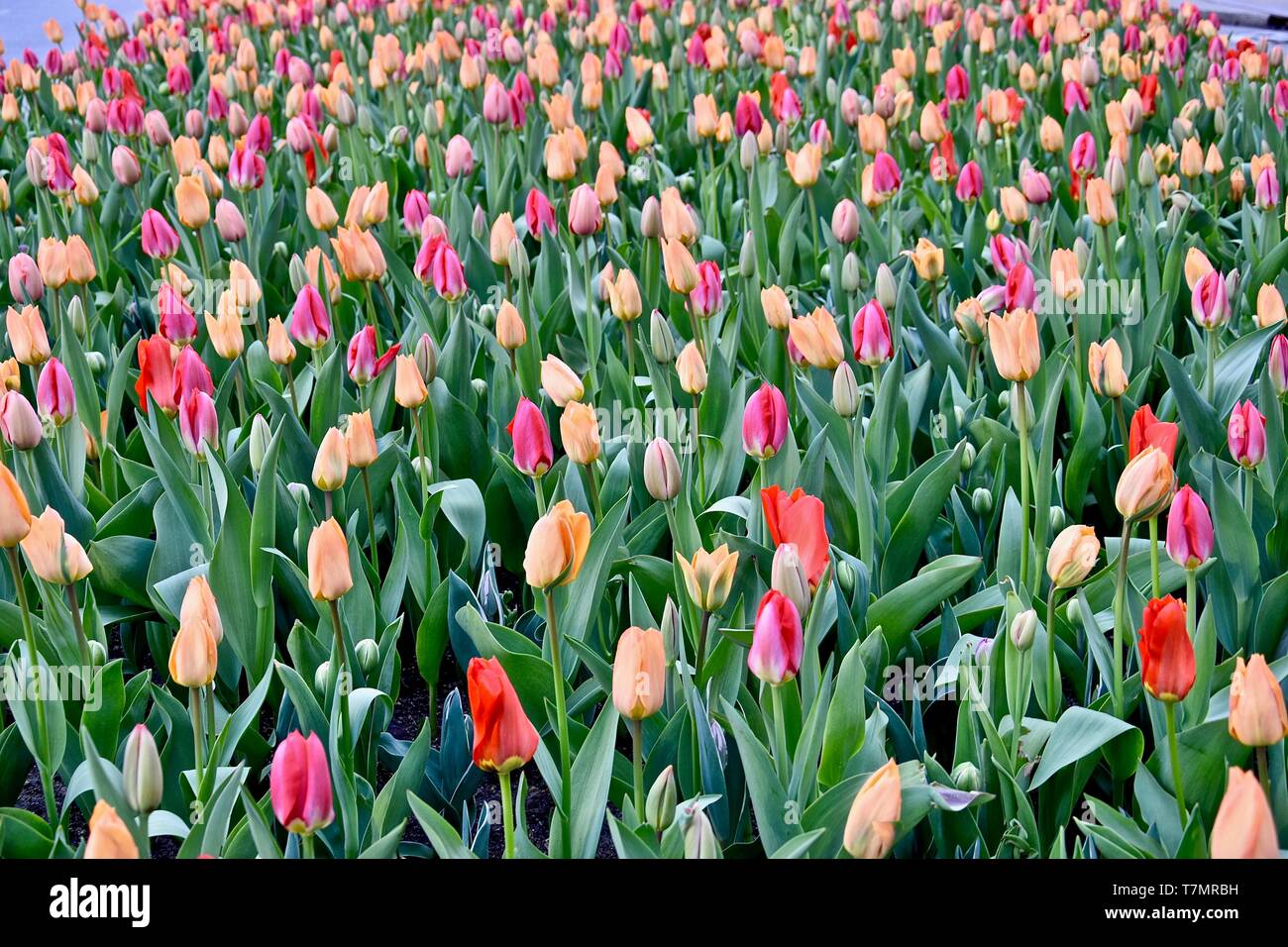 Chicago summer streetscape hi-res stock photography and images - Alamy
