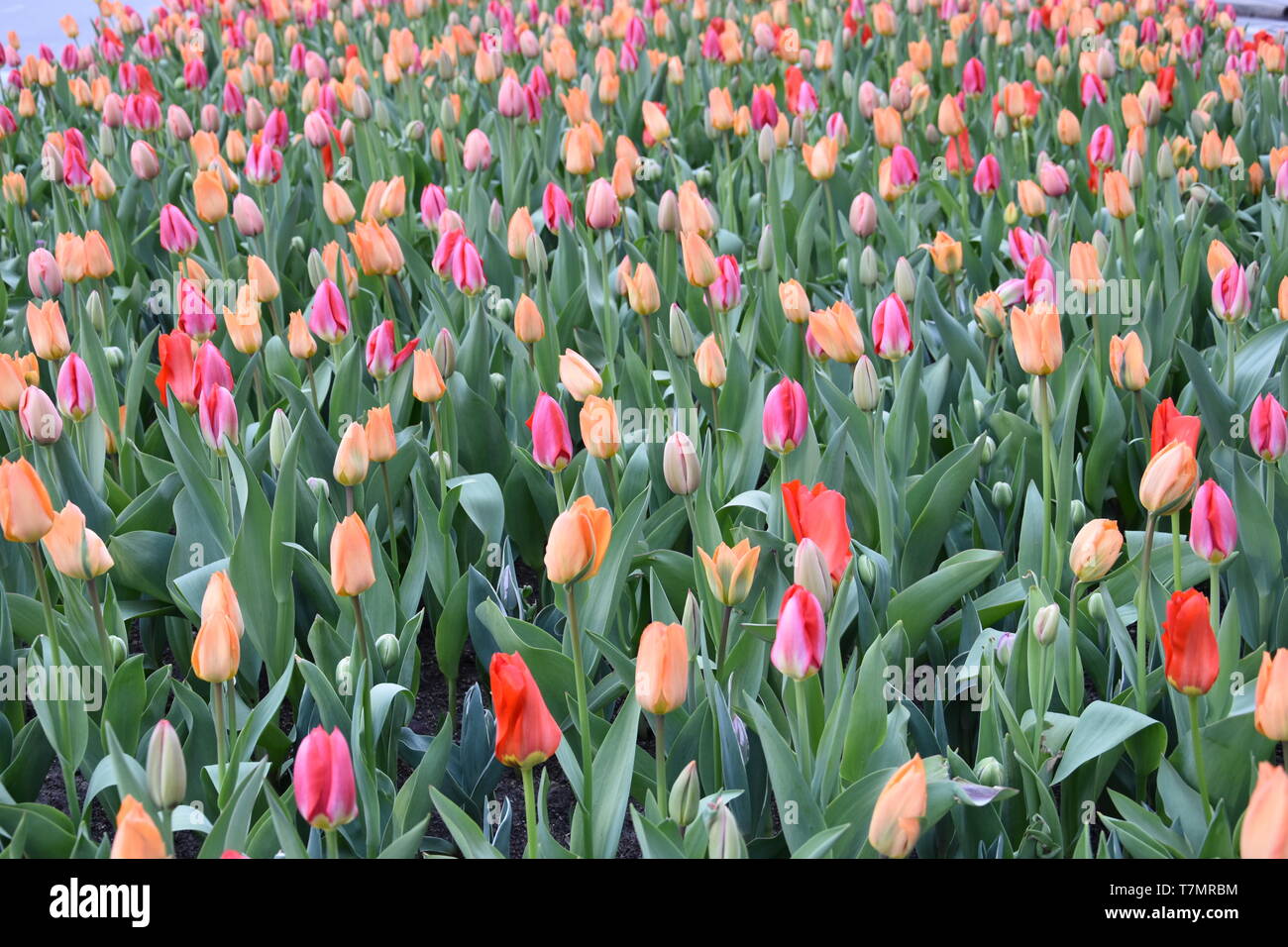 Tulips in Chicago, Illinois, USA Stock Photo - Alamy