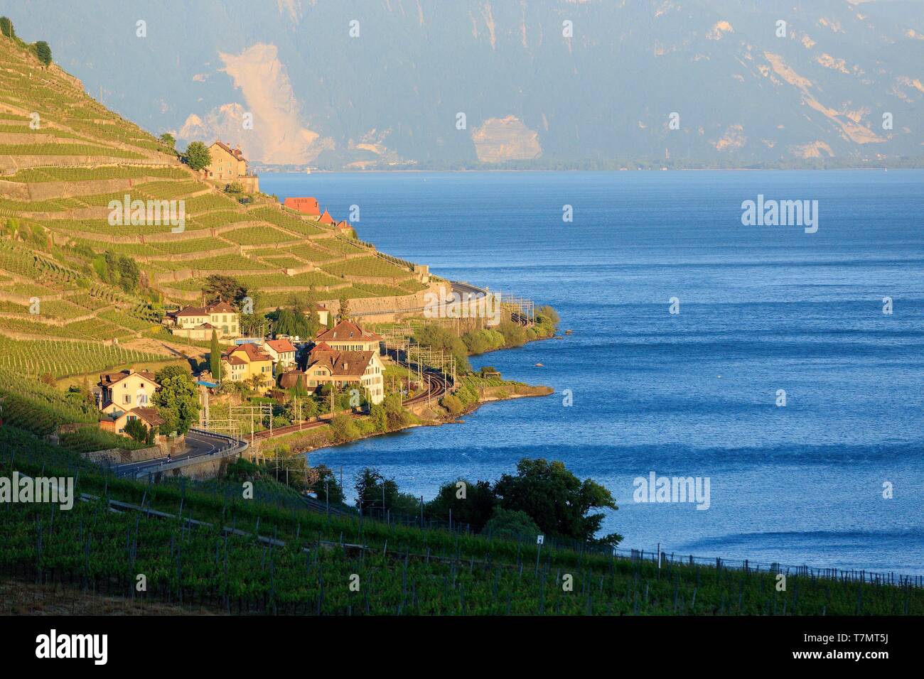 Switzerland, canton of Vaud, Lake Geneva, District Lavaux Oron, Lavaux ...