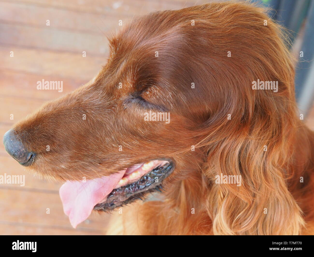 Red setter dog Stock Photo - Alamy
