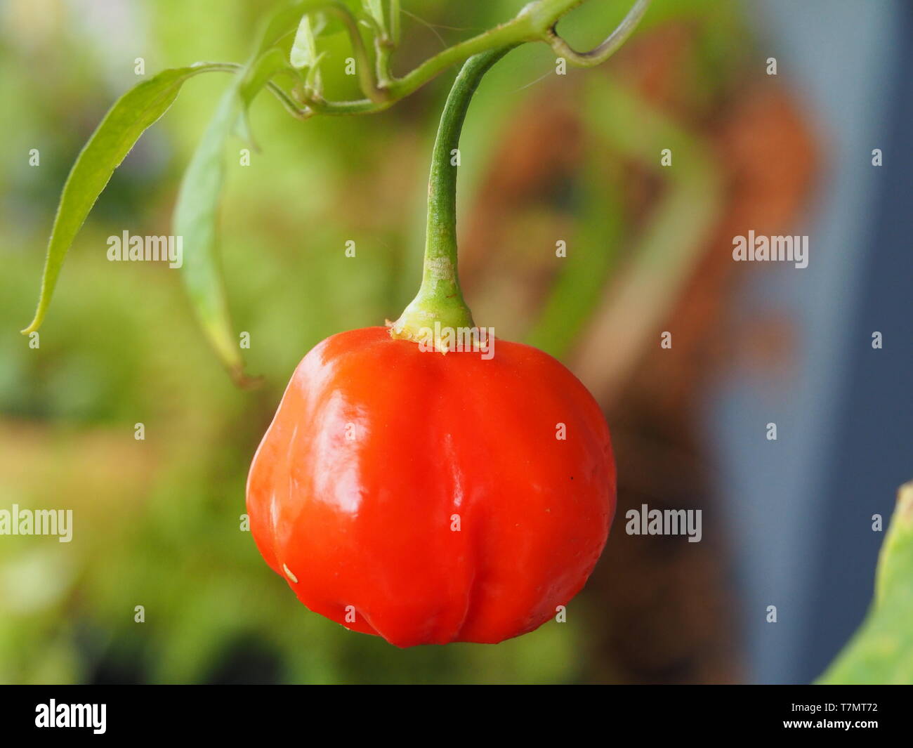 Mini red capsicum hi-res stock photography and images - Alamy