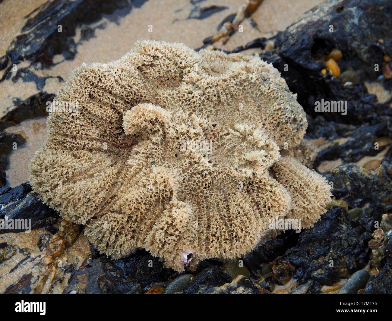 Sea sponge washed up on shore on a sandy rock Stock Photo - Alamy
