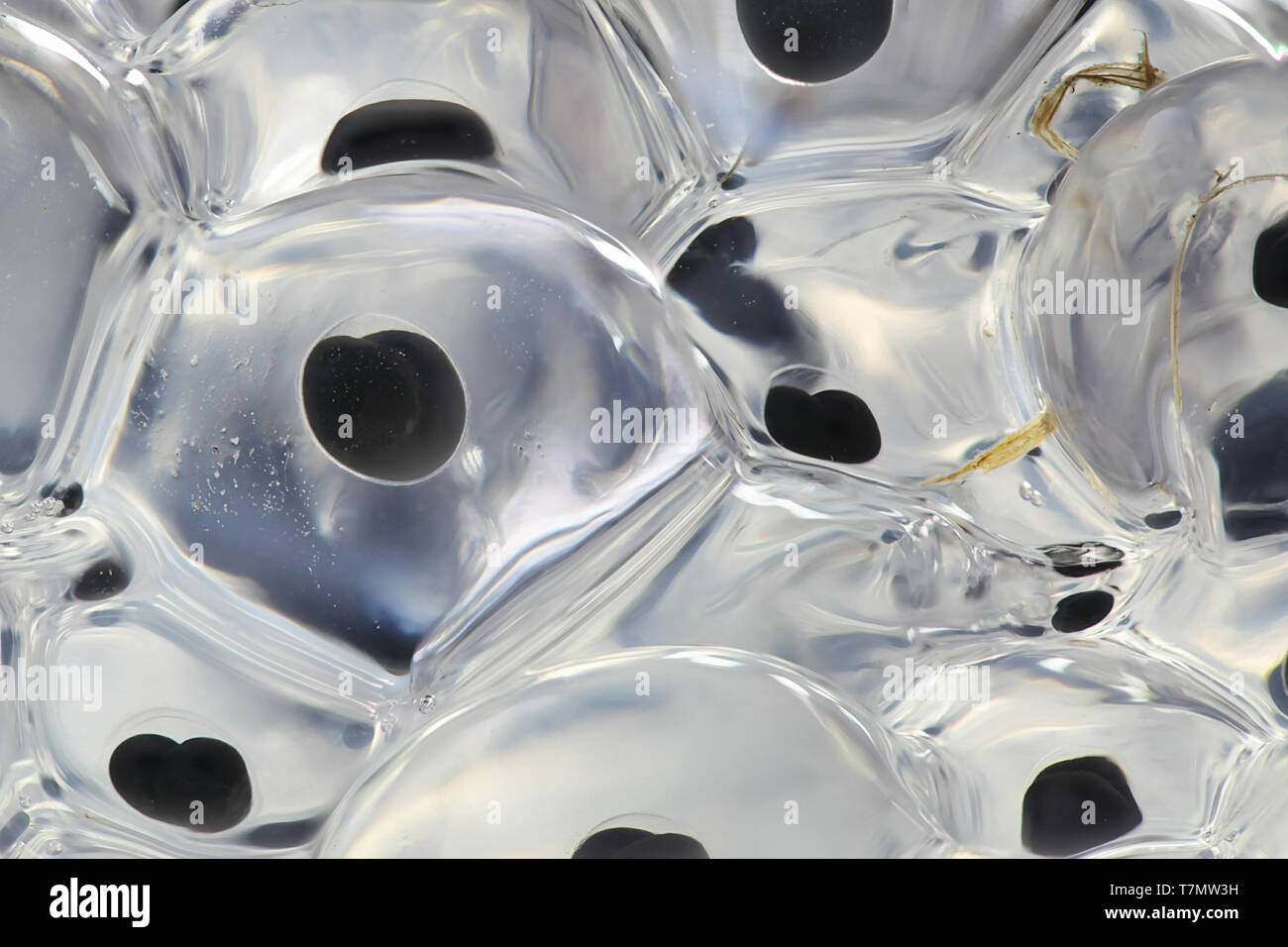 Mitosis cell division hi-res stock photography and images - Alamy