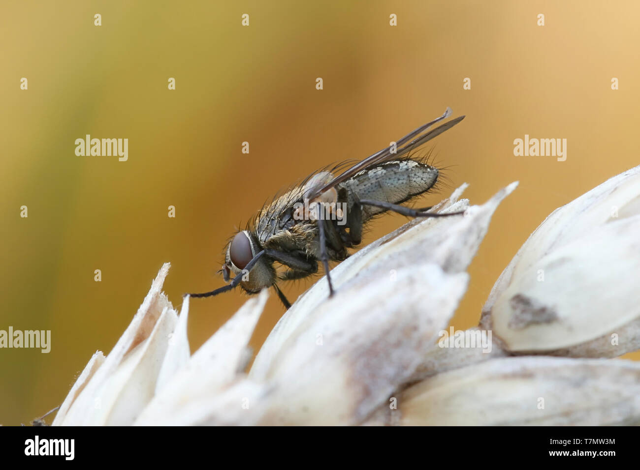 Blow fly, Pollenia sp, resting on wheat Stock Photo - Alamy