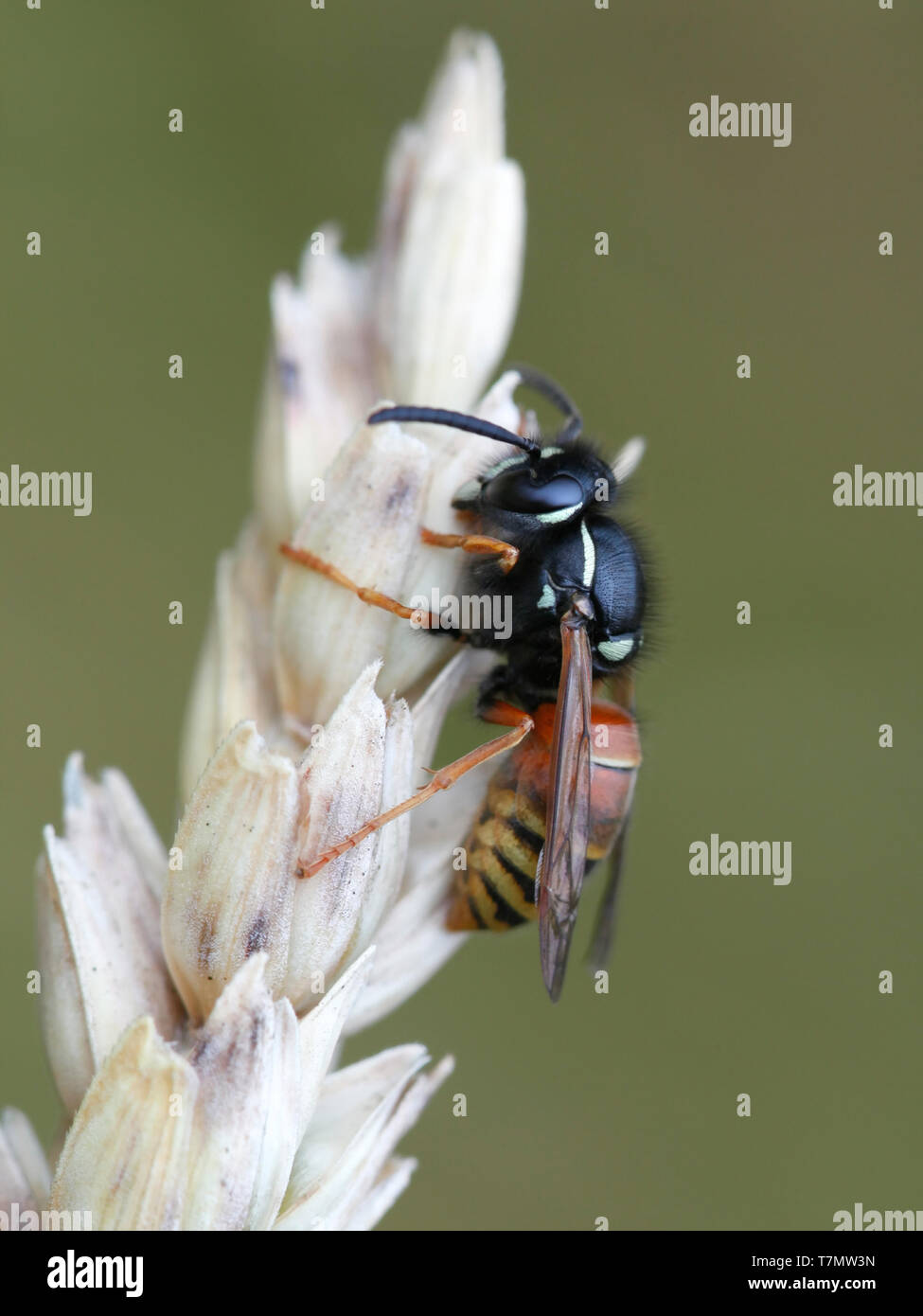 Vespula rufa, commonly known as the red wasp Stock Photo - Alamy