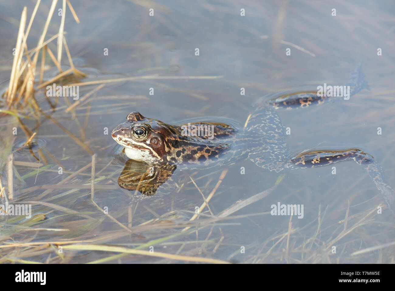European common brown frog rana temporaria breeding the common frog hi ...