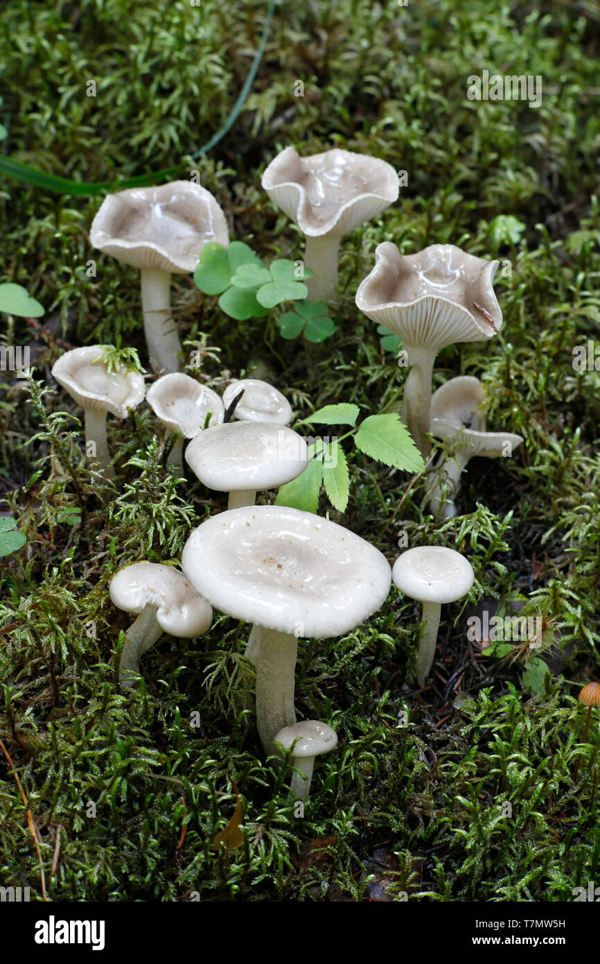 Waxy gills hi-res stock photography and images - Alamy