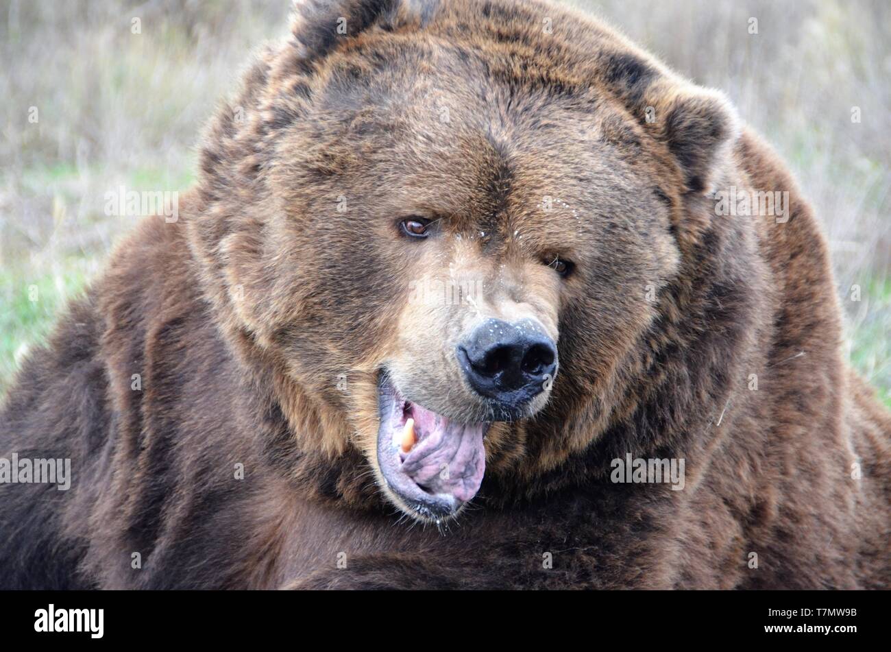 Brown bear licks his lips Stock Photo - Alamy