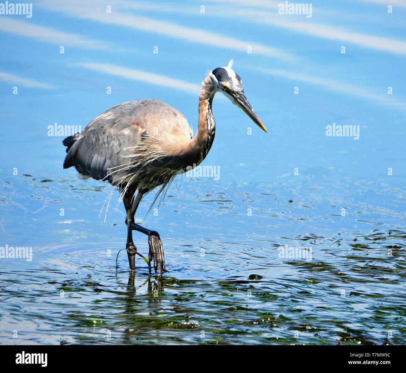 Great blue heron in breeding plumage hi-res stock photography and ...