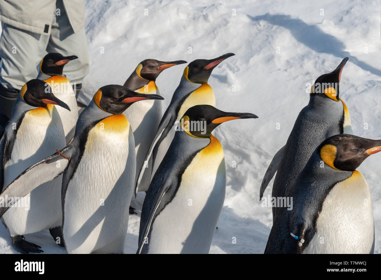 Cute Japanese Couple High Resolution Stock Photography and Images - Alamy