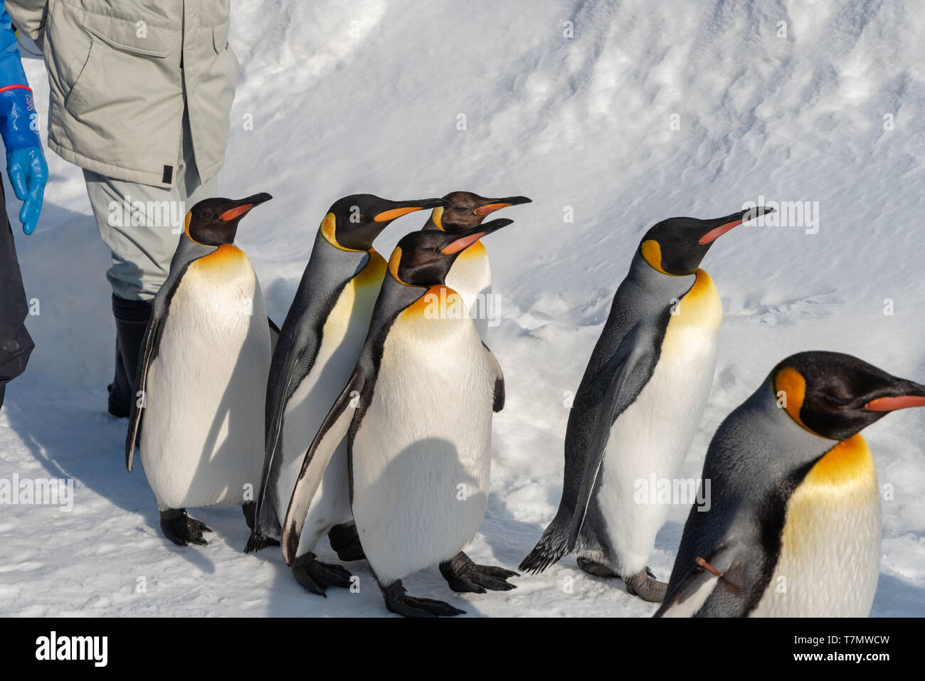 Asahikawa City,Hokkaido, Japan. Feb 20, 2019 : Penguin walking parade ...