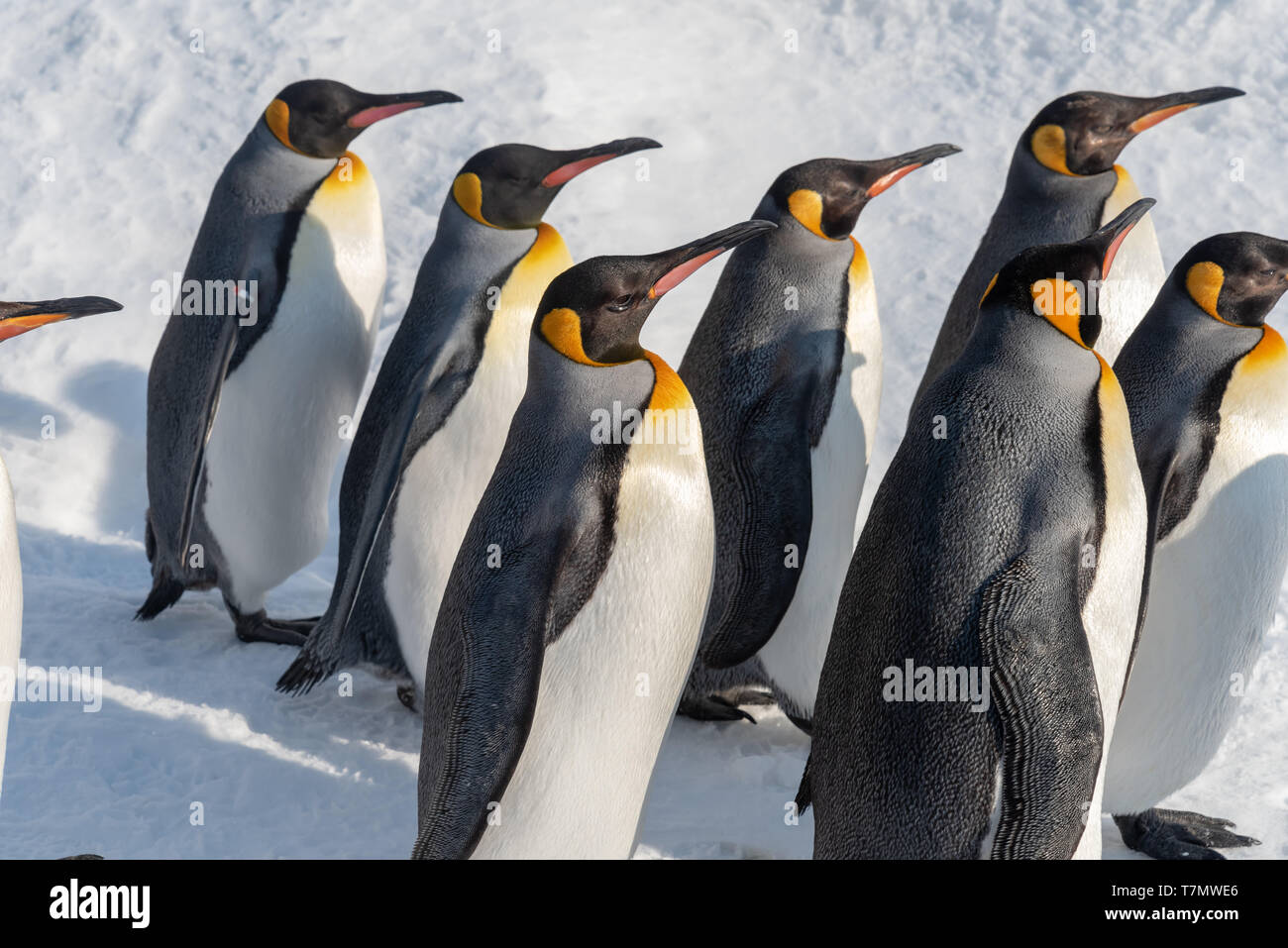 Asahikawa City,Hokkaido, Japan. Feb 20, 2019 : Penguin walking parade ...