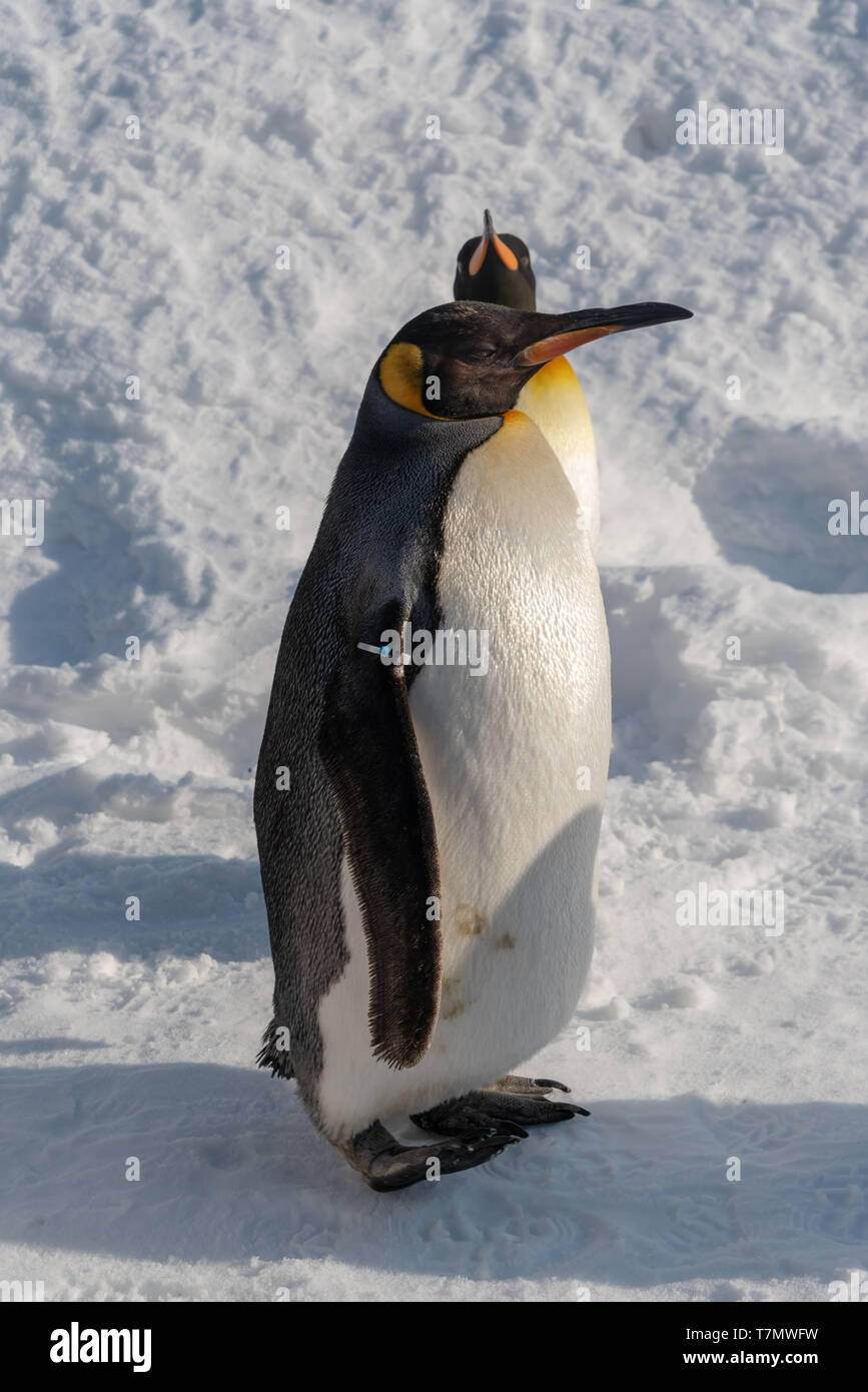 Asahikawa City,Hokkaido, Japan. Feb 20, 2019 : Penguin walking parade ...