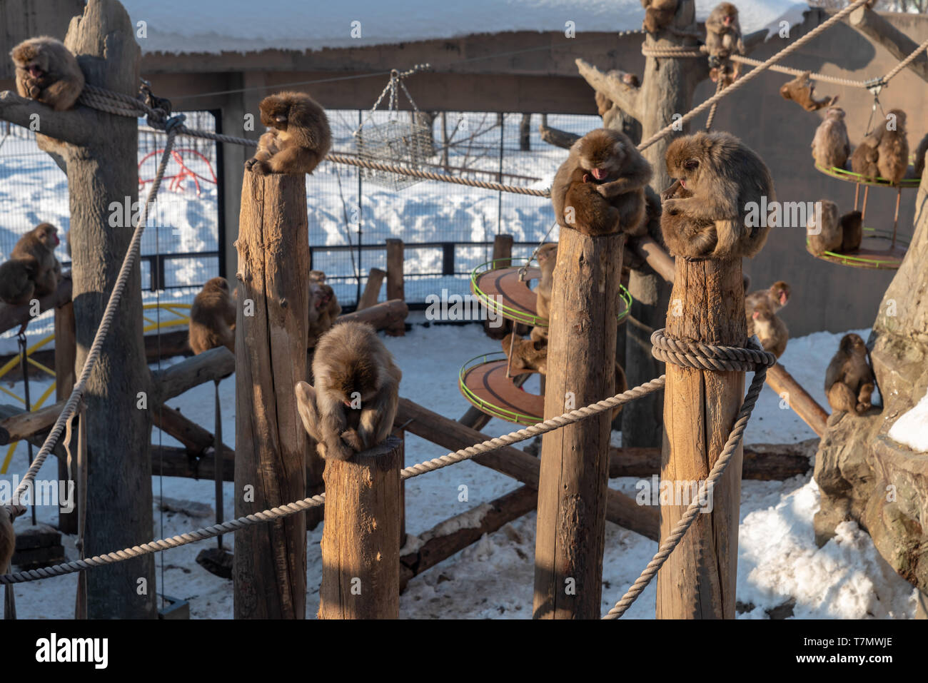 Asahikawa City,Hokkaido, Japan. Feb 20, 2019 : Japanese monkey in ...