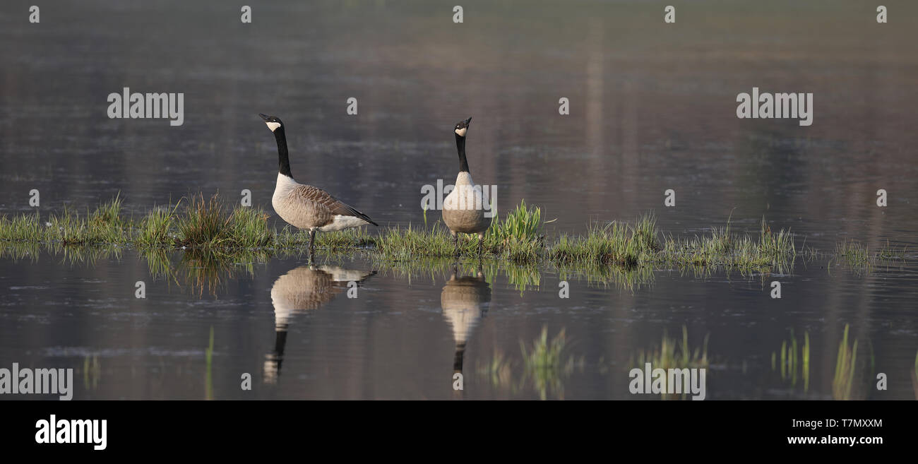 Canada goose honking hi-res stock photography and images - Alamy