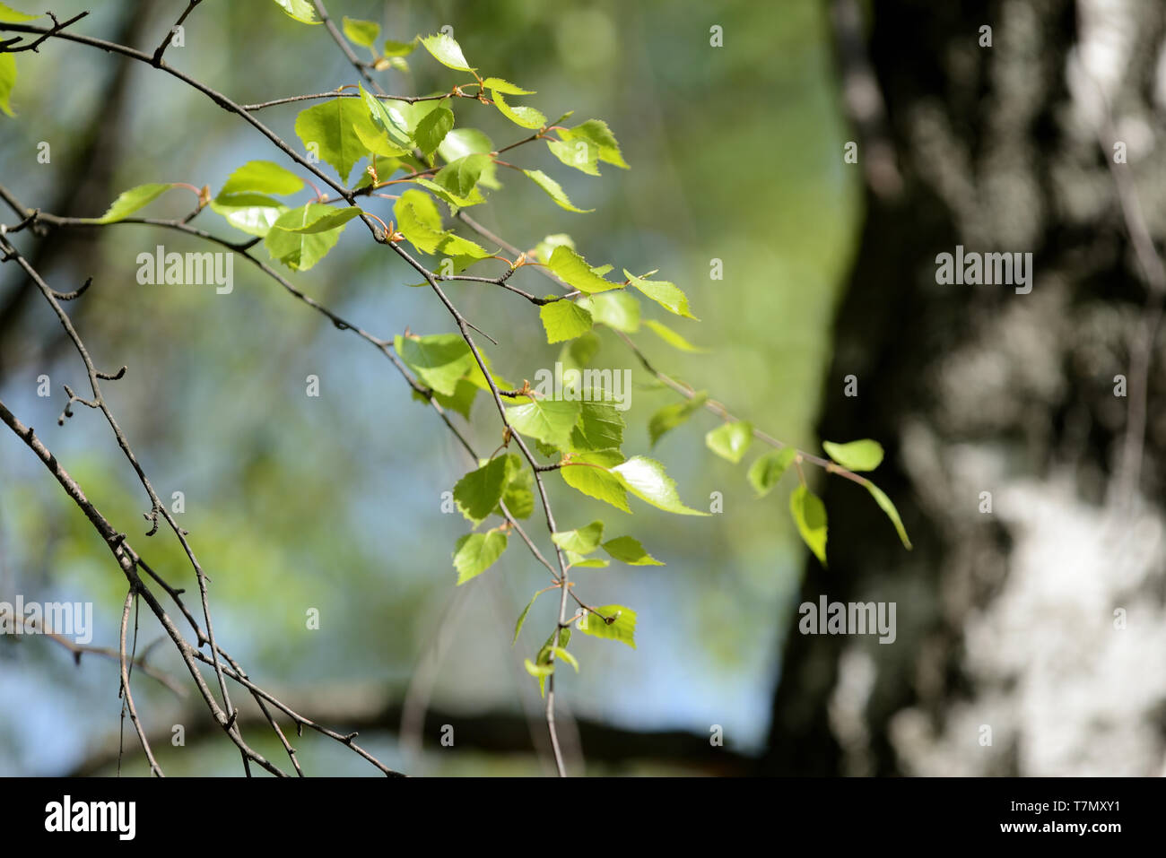 Spring tree birch leaf close up hi-res stock photography and images - Alamy