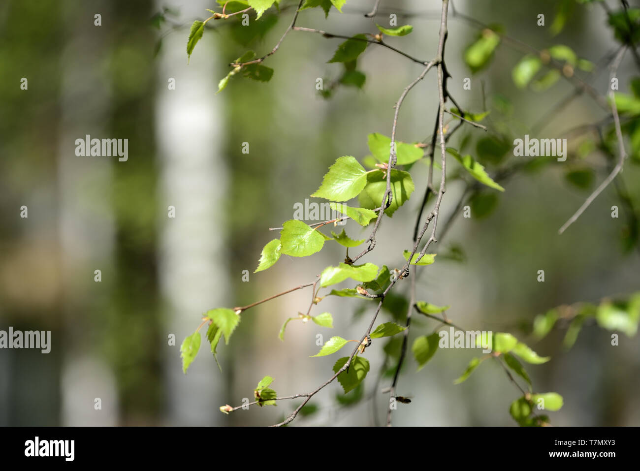 Fresh new birch leaves on a tree on a sunny spring day close up Stock ...