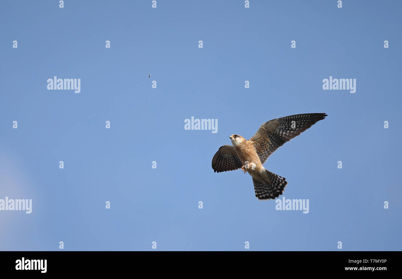 Red-footed Falcon (Falco vespertinus) female catching a fly Stock Photo ...