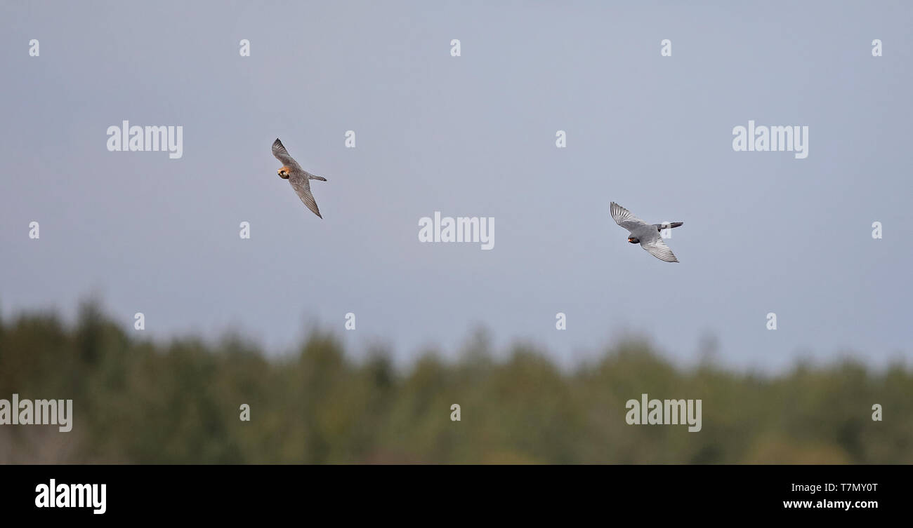 Pair off Red-footed Falcon (Falco vespertinus) catching insects in ...