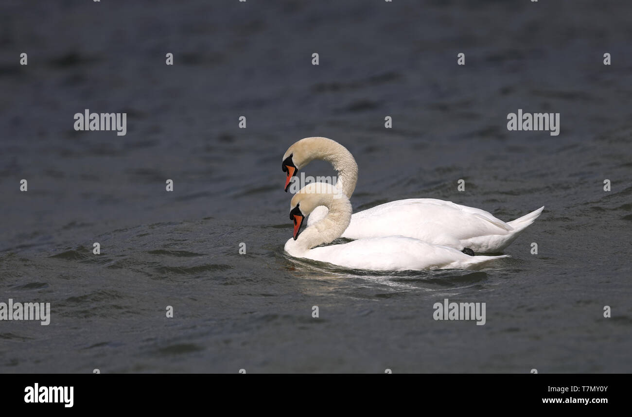 Mating ceremonies hi-res stock photography and images - Alamy