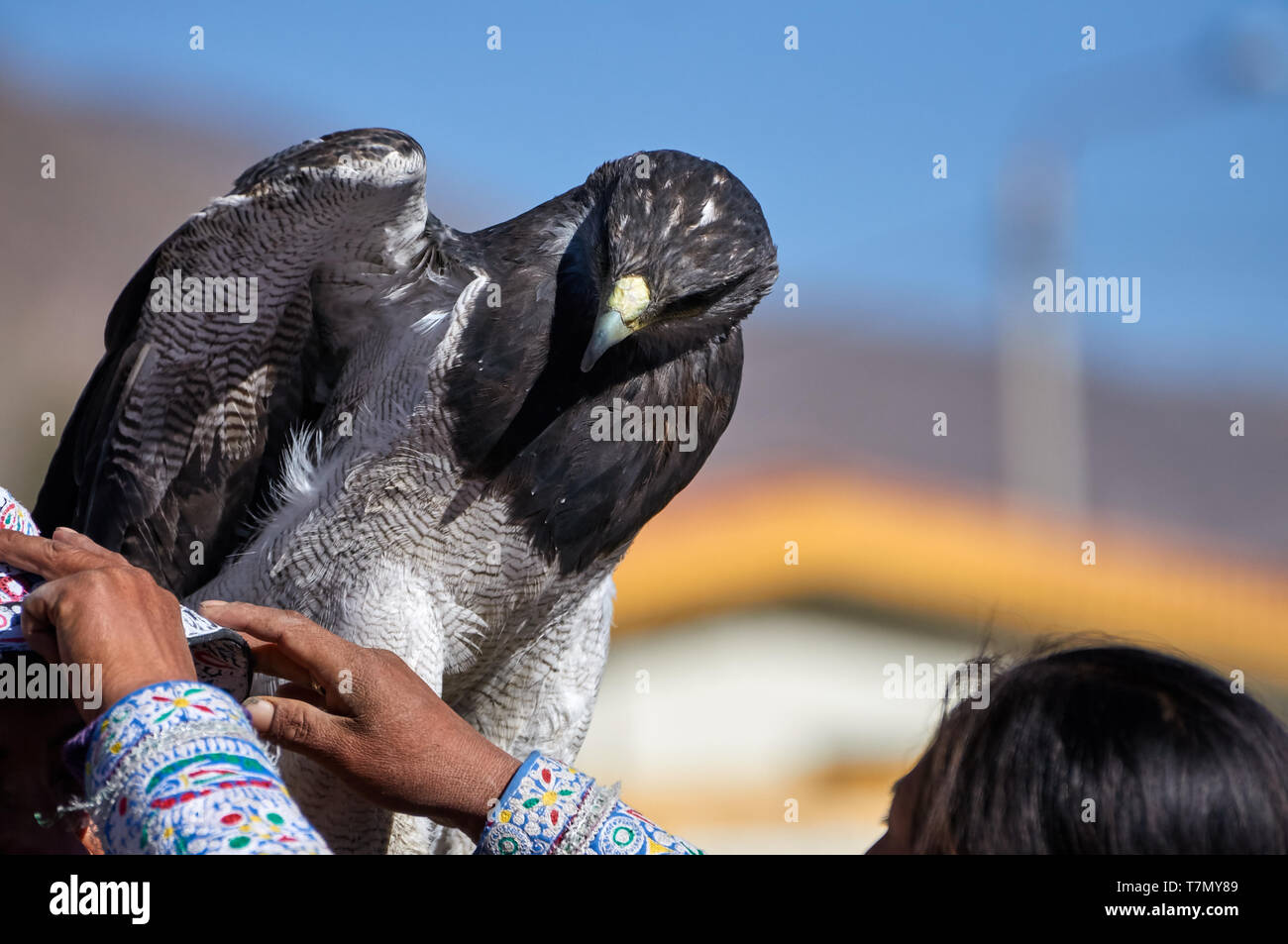 Peru colca woman eagle hi-res stock photography and images - Alamy