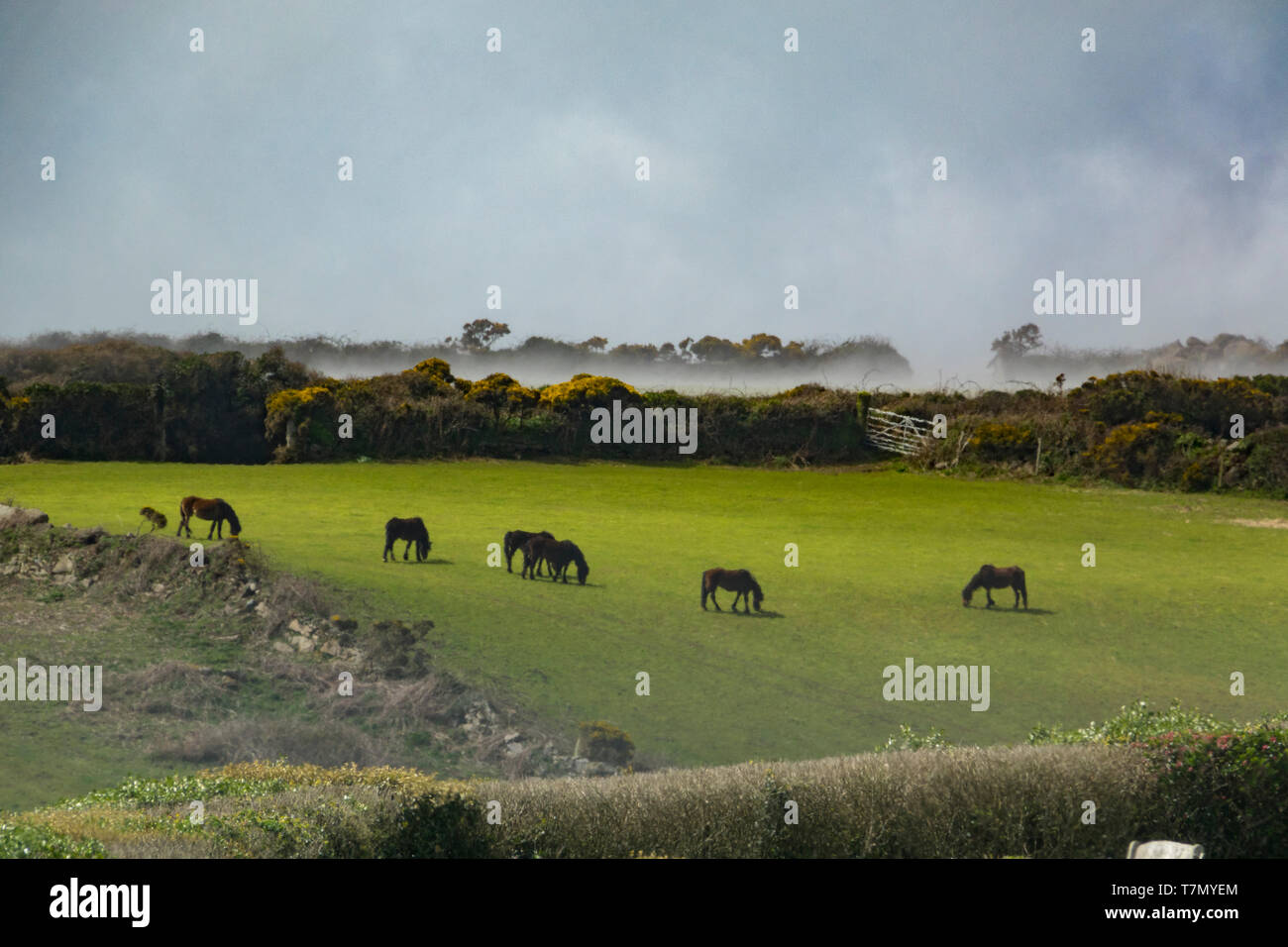 South west coast path mist england hi-res stock photography and images ...