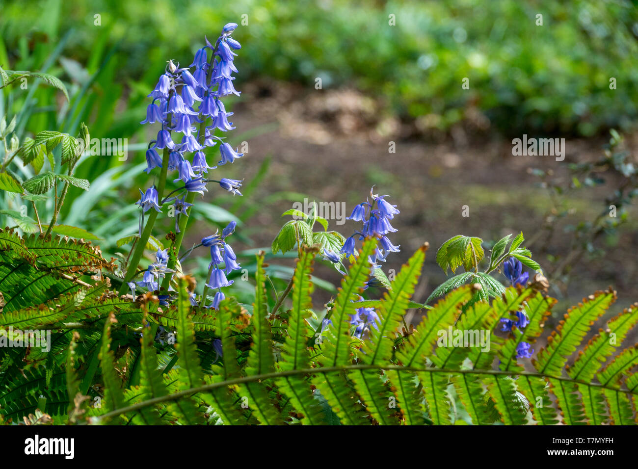 St Loy Bluebells Stock Photo - Alamy