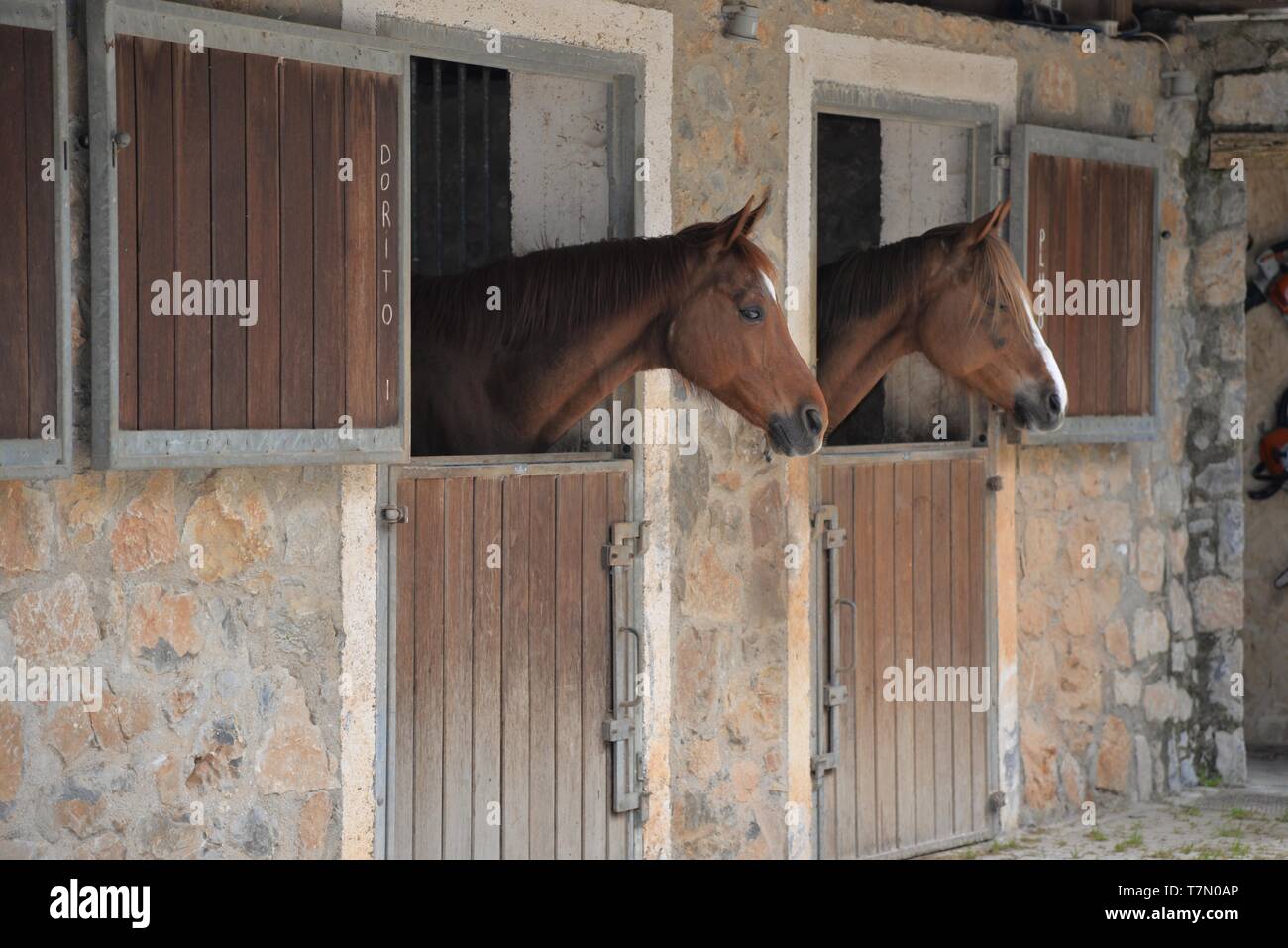 Horses in stables Stock Photo - Alamy
