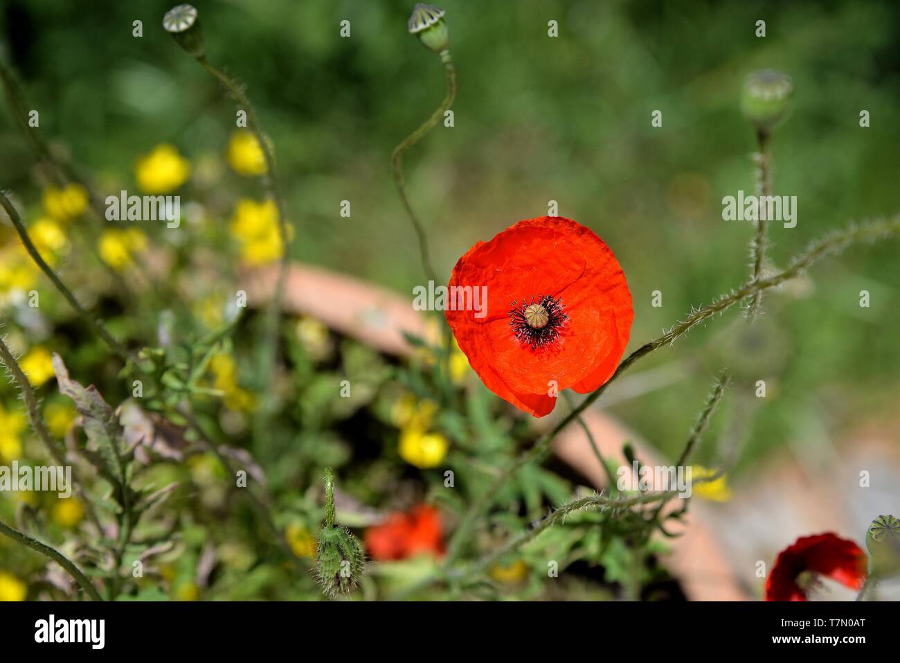 Pinup pin up poster hi-res stock photography and images - Alamy