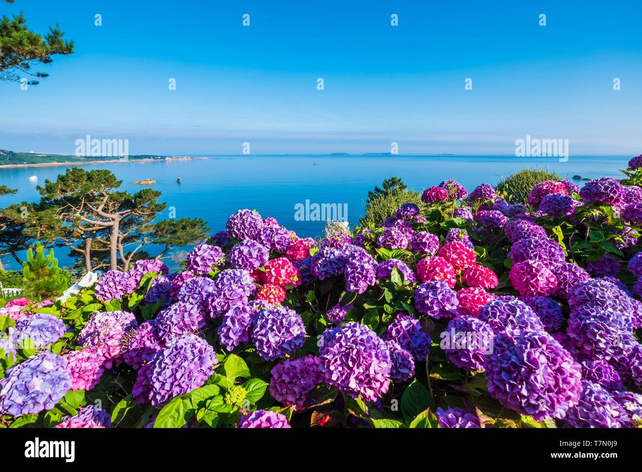 France, Cotes d'Armor, Perros-Guirec, Trestraou beach, hydrangeas in ...