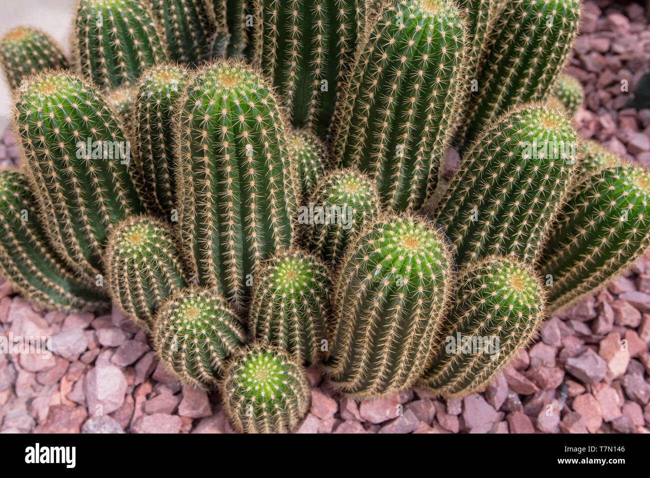 Cacti and succulents Stock Photo - Alamy