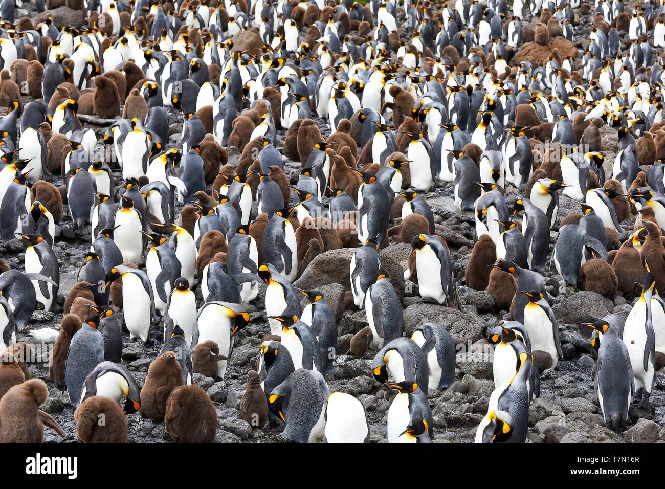 French island ile de re birds hi-res stock photography and images - Alamy