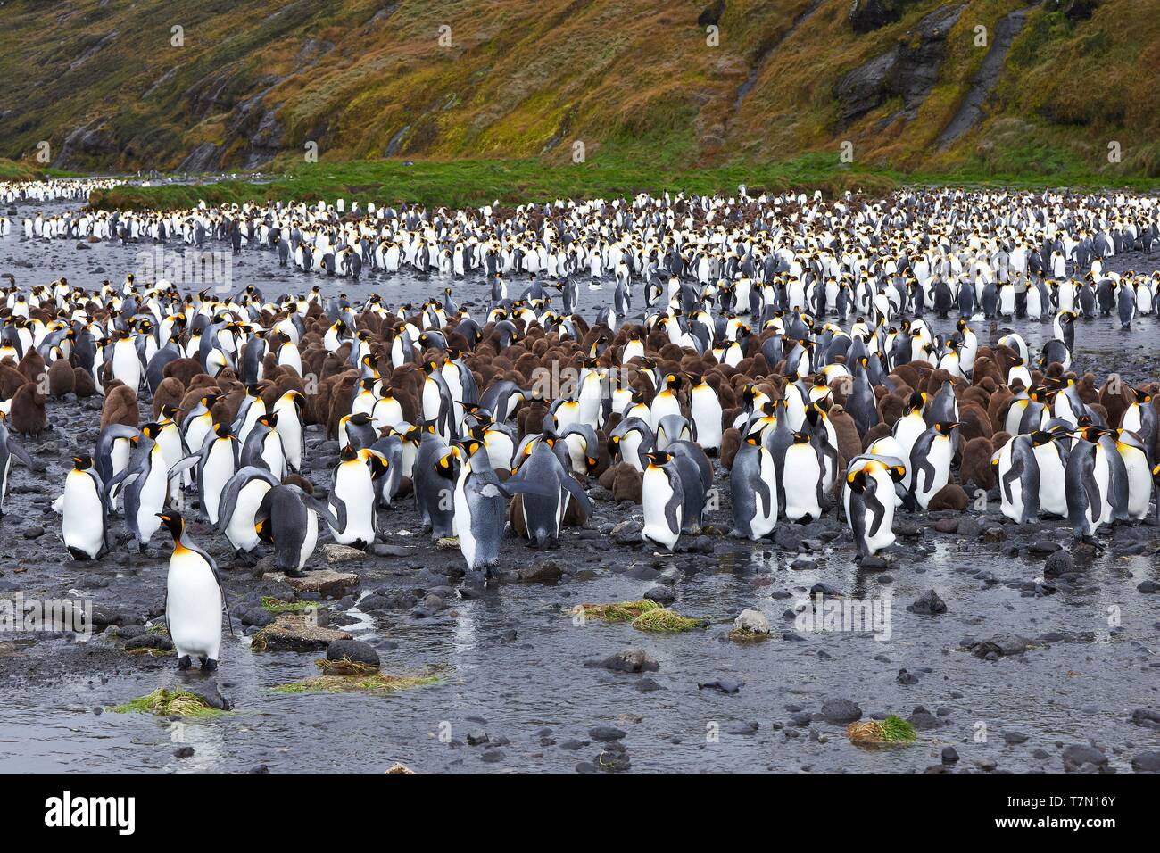 French Island Ile De Re Birds High Resolution Stock Photography and ...